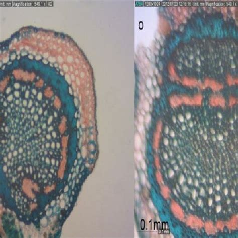 Midrib Cross Sections Midribs In The Populations Of C Orientalis A Download Scientific