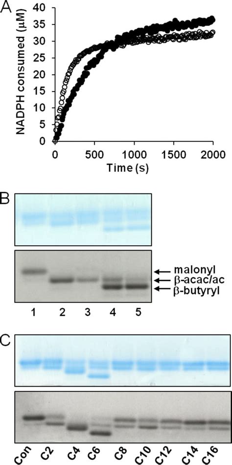 Enzymatic Activity And Acyl Coa Acceptor Substrate Specificity Of Download Scientific Diagram
