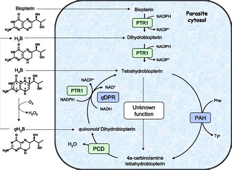 Dissecting The Metabolic Roles Of Pteridine Reductase 1 In Trypanosoma Brucei And Leishmania