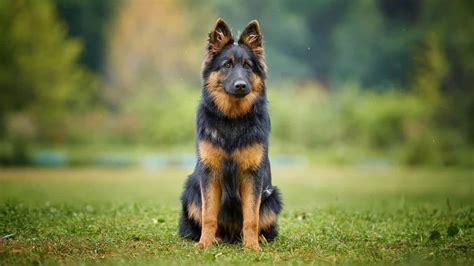 Bohemian Shepherd Mix Portrait Bohemian Shepherd Dog Purebred Typical