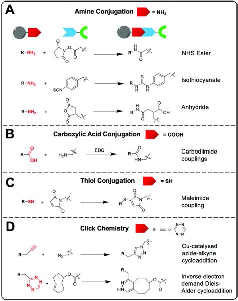 Common Bioconjugation Reactions That Allow The Attachment Of