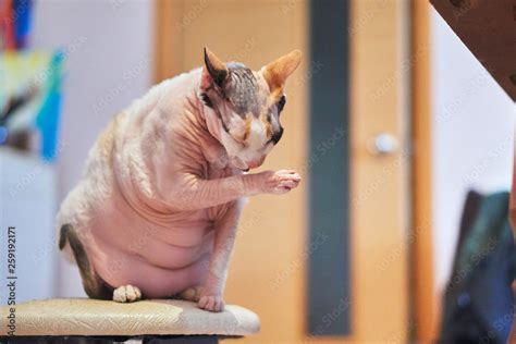 Fat Hairless Cat