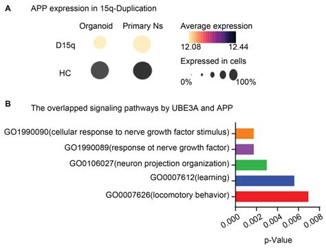 Unraveling The Roles Of Ube3a In Neurodevelopment And Neurodegeneration