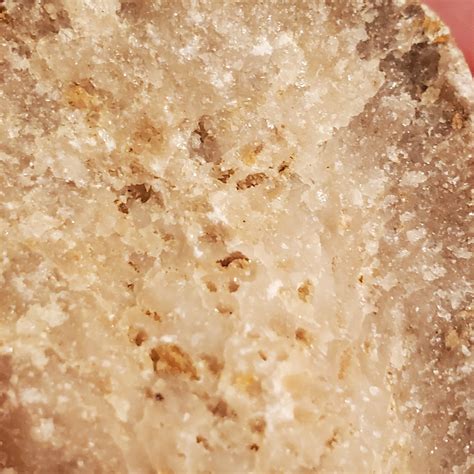 ID For Fossil Found Near Lake Huron Fossil ID The Fossil Forum