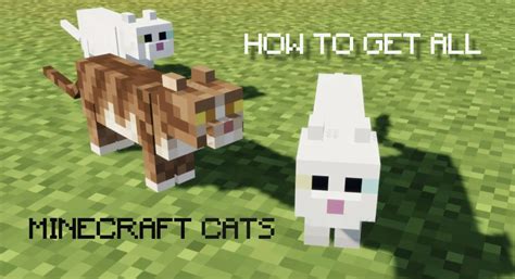 What Is The Rarest Color Of Cat In Minecraft At Douglas Tijerina Blog