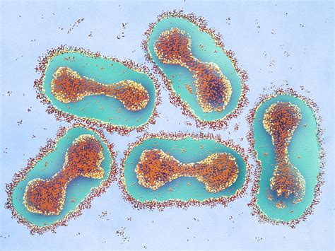 Smallpox Virus