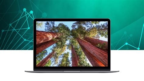 Bridging Talent Gaps In Distribution Growing Stronger Like A Sequoia