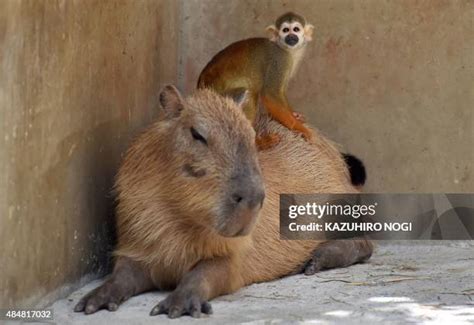 Capybara Photos And Premium High Res Pictures Getty Images
