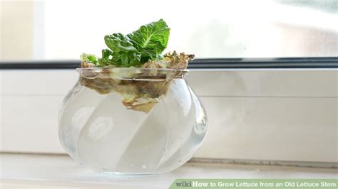 How To Grow Lettuce From An Old Lettuce Stem 10 Steps