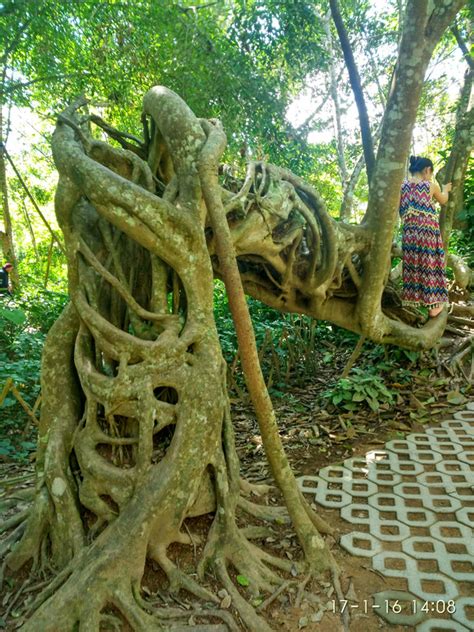 绞杀榕绞杀榕花语 随意云