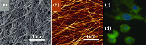 Micrographs Of Fmoc Phe Phe And Fmoc Phe Phek A Cryogenic Scanning