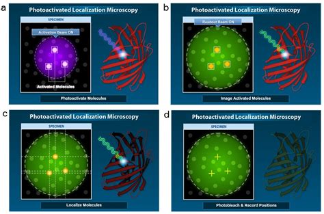 Photoactivated Localization Microscopy A Easy Introduction