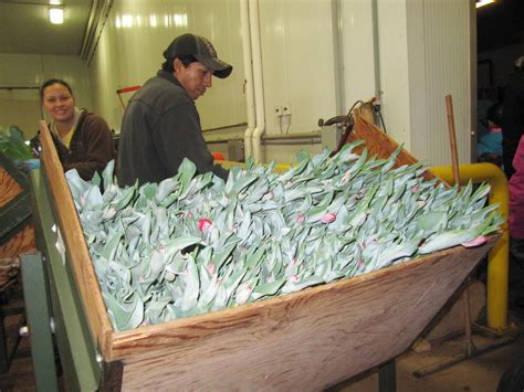 Garden Club Of Pei Vanco Farms Tulips