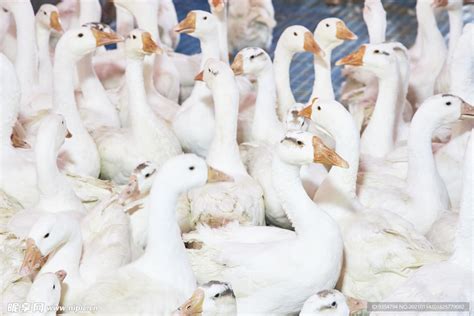 浙东大白鹅摄影图 家禽家畜 生物世界 摄影图库 昵图网
