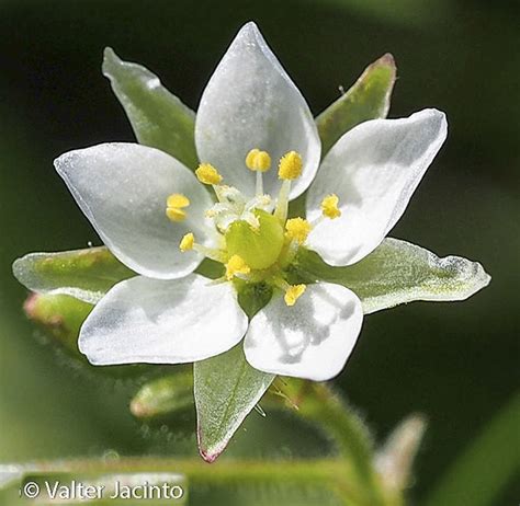Spergula Arvensis