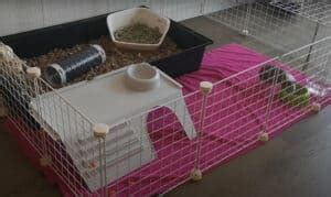 Guinea Pig Playpen Ideas Diy Playpen Design And Setup