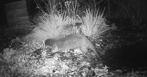 Visitor To Our Tiny Pond Imgur