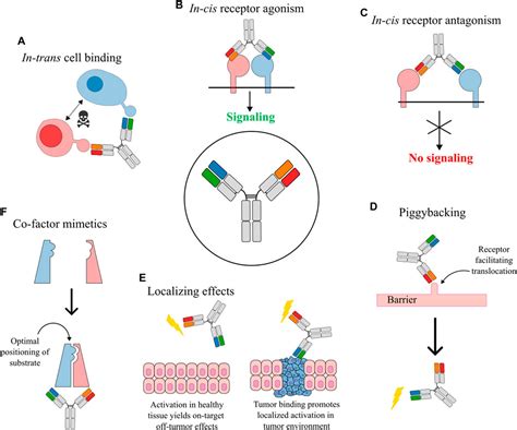 Frontiers Design And Engineering Of Bispecific Antibodies Insights