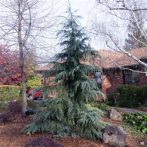 Deodar Cedar Live Christmas Trees Hillside Landscaping Sun And Water
