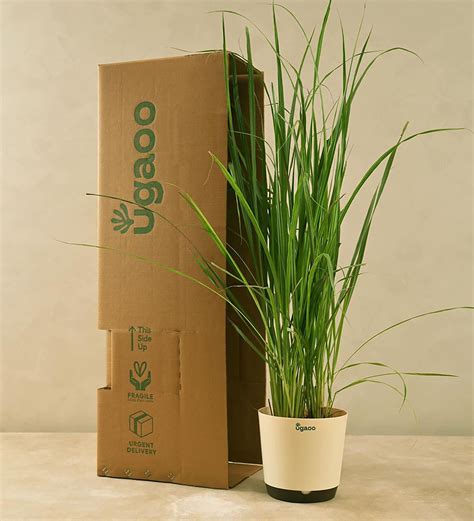 Buy Lemon Grass Indoor Plants At 20 Off By Ugaoo Pepperfry