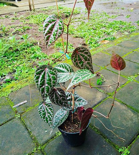 Piper Crocatum Origine Variétés Et Conseils De Culture Jardinier