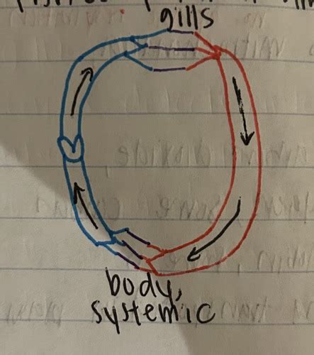 Circulatory System Flashcards Quizlet
