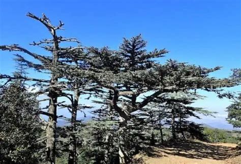 17 Different Types Of Cedar Trees Their Identifying Features