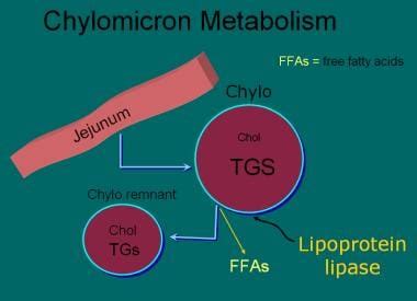 Hypertriglyceridemia Background Etiology Pathophysiology