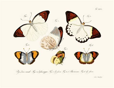Butterflies By German School Buy Fine Art Print
