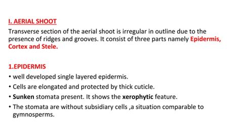 Psilotum Structure Morphology Anatomy Reproduction Life Cycle Etc Pptx Biological