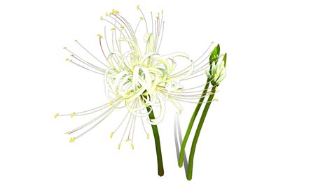 3d Flower Lycoris Radiata Model Turbosquid 2133061