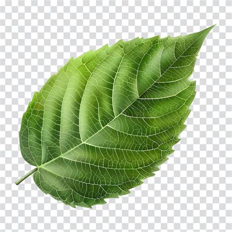 Premium PSD Leaves Png Transparent Png Leaf Plant Png 3d Leaf Leaf