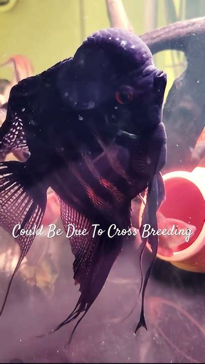 Mma Shorts Angel Fish With Big Nuchal Hump Angelfish Angels Angel