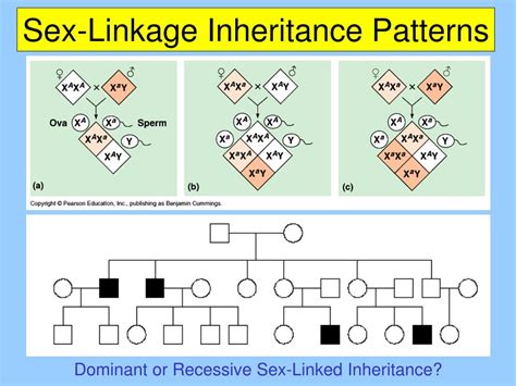 Ppt Chapter 15 The Chromosomal Basis Of Inheritance Powerpoint