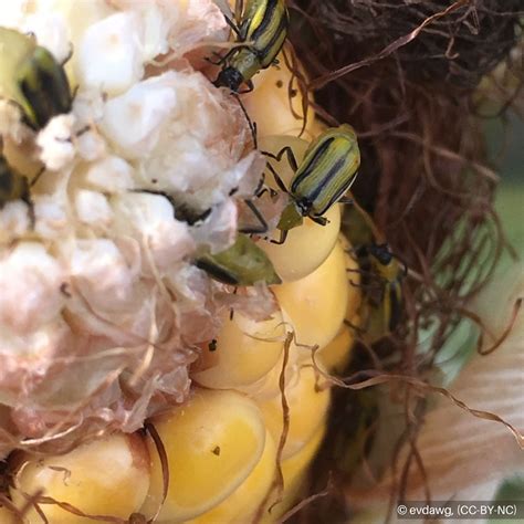 Western Corn Rootworm Usu