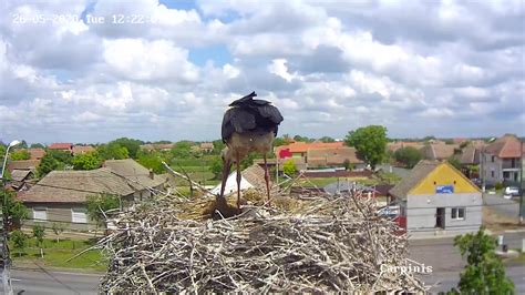 Cuib Berze Carpinis Judetul Timis Transmisiune Live Din Cuibul De Berze De La Cărpiniș Pentru