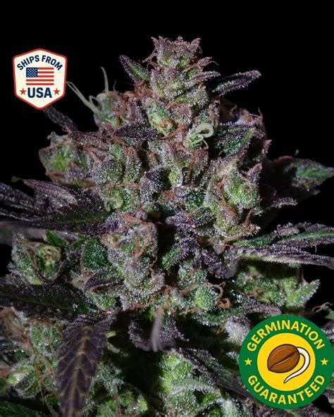 Auto Girl Scout Cookies The Seed Connect