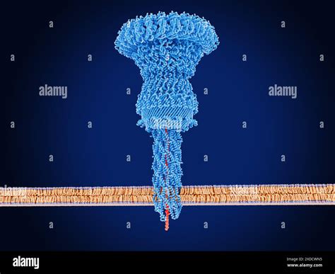 Illustration Of The Injectisome Blue Of A Salmonella Sp Bacterium Injecting Effector Proteins