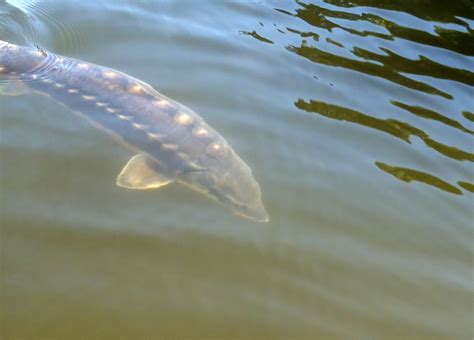 Whats That Giant Thing Thats Been Leaping Out Of The Water All Over