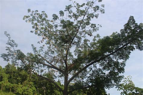 The Kapok Tree Ceiba Petranda Grows Large In Nature With Green Leaves