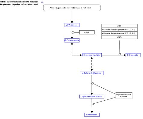 Ascorbate And Aldarate Metabolism Pathway Pubchem