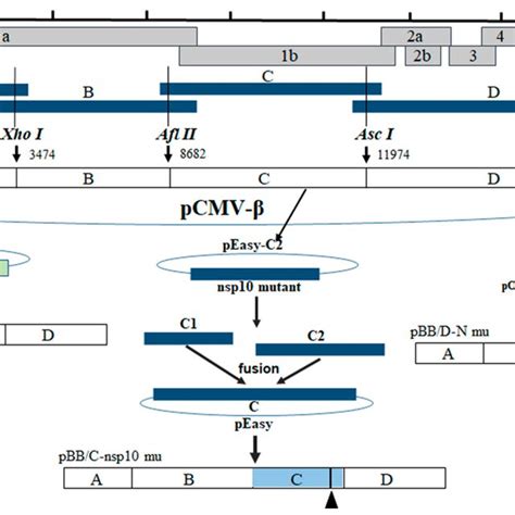 Construction Strategy For Full Length Cdna Clones For The Mutant N