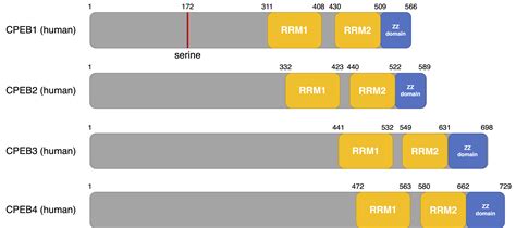 ファイル Udagawa Cpeb Fig2 Png 脳科学辞典