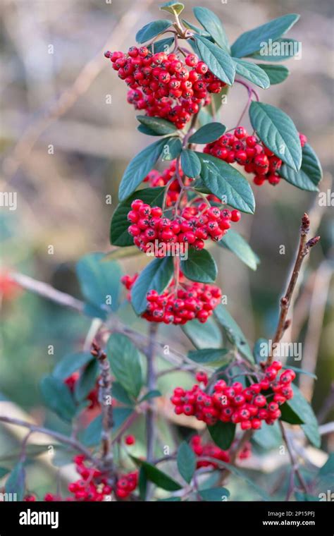 Cotoneaster Coriaceus Ornamental Plant With Red Fruits And Dark Green