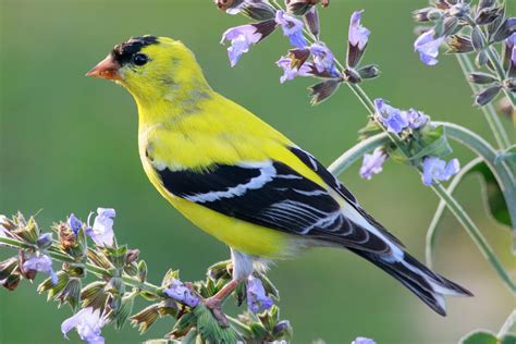 4 Calls And Sounds That American Goldfinches Make 2025 Bird Watching Hq