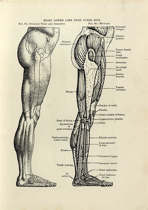 Research Of Artistic Anatomy Update Eugene Wolff Anatomy For Artists Being An Explanation Of