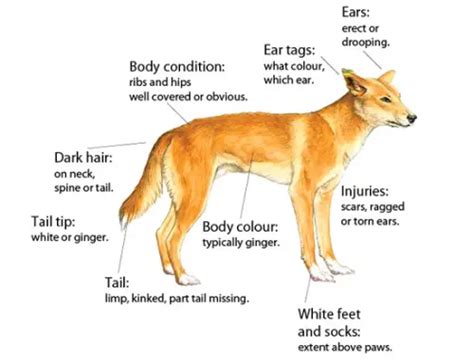10 Interesting Dingo Facts My Interesting Facts