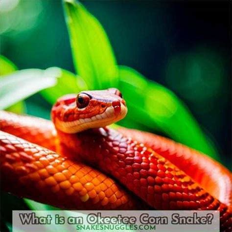 Okeetee Corn Snakes Care Breeding And Lifespan Tips