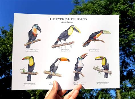 Toucan Species Poster Chart A4 A3 Giclée Art Print Etsy Ireland
