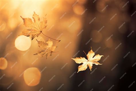 Premium Photo Romantic Brown Maple Leaf Falling In Forest Background